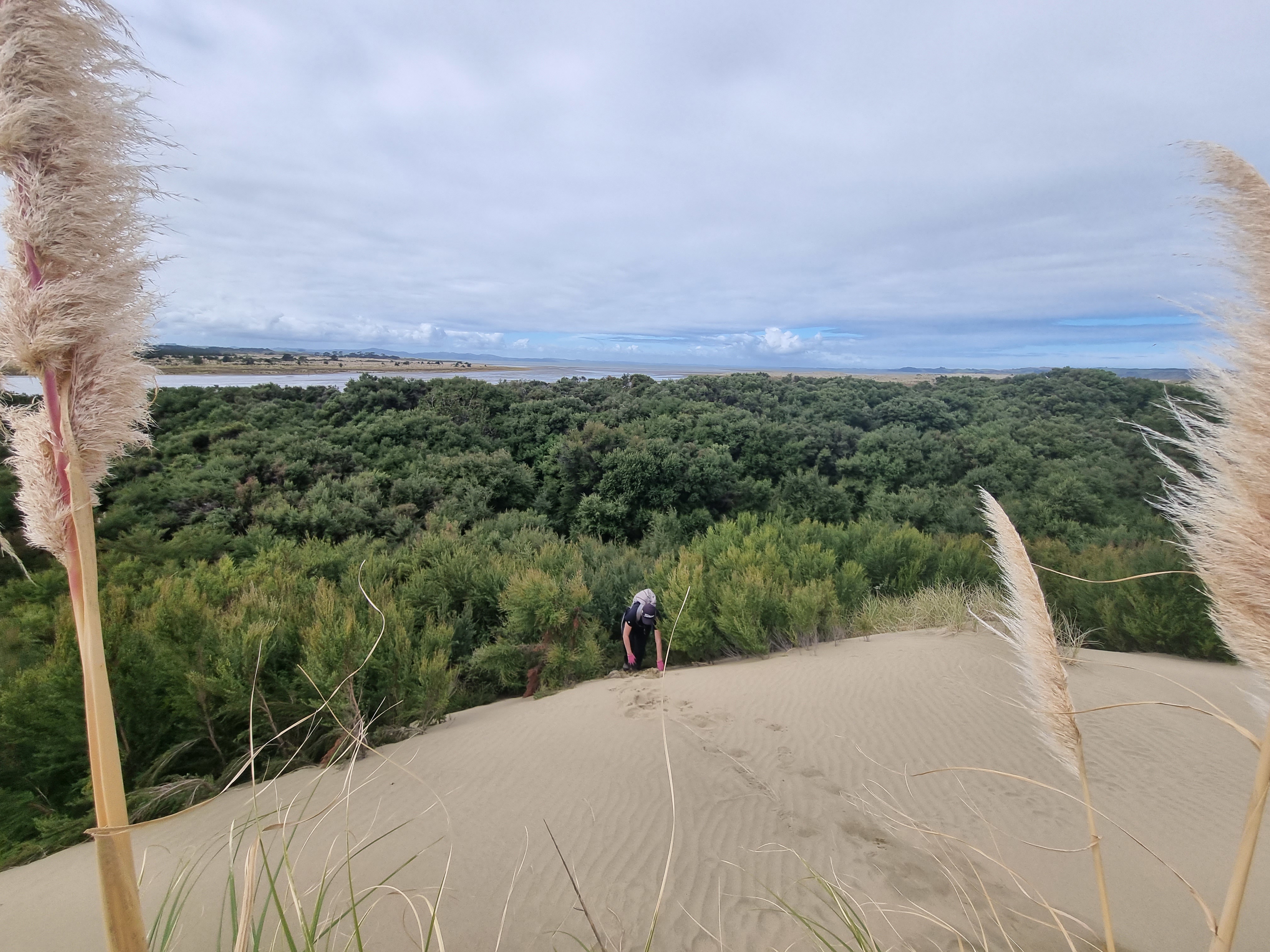 Mana whenua guidance key to reptile surveillance - OurAuckland