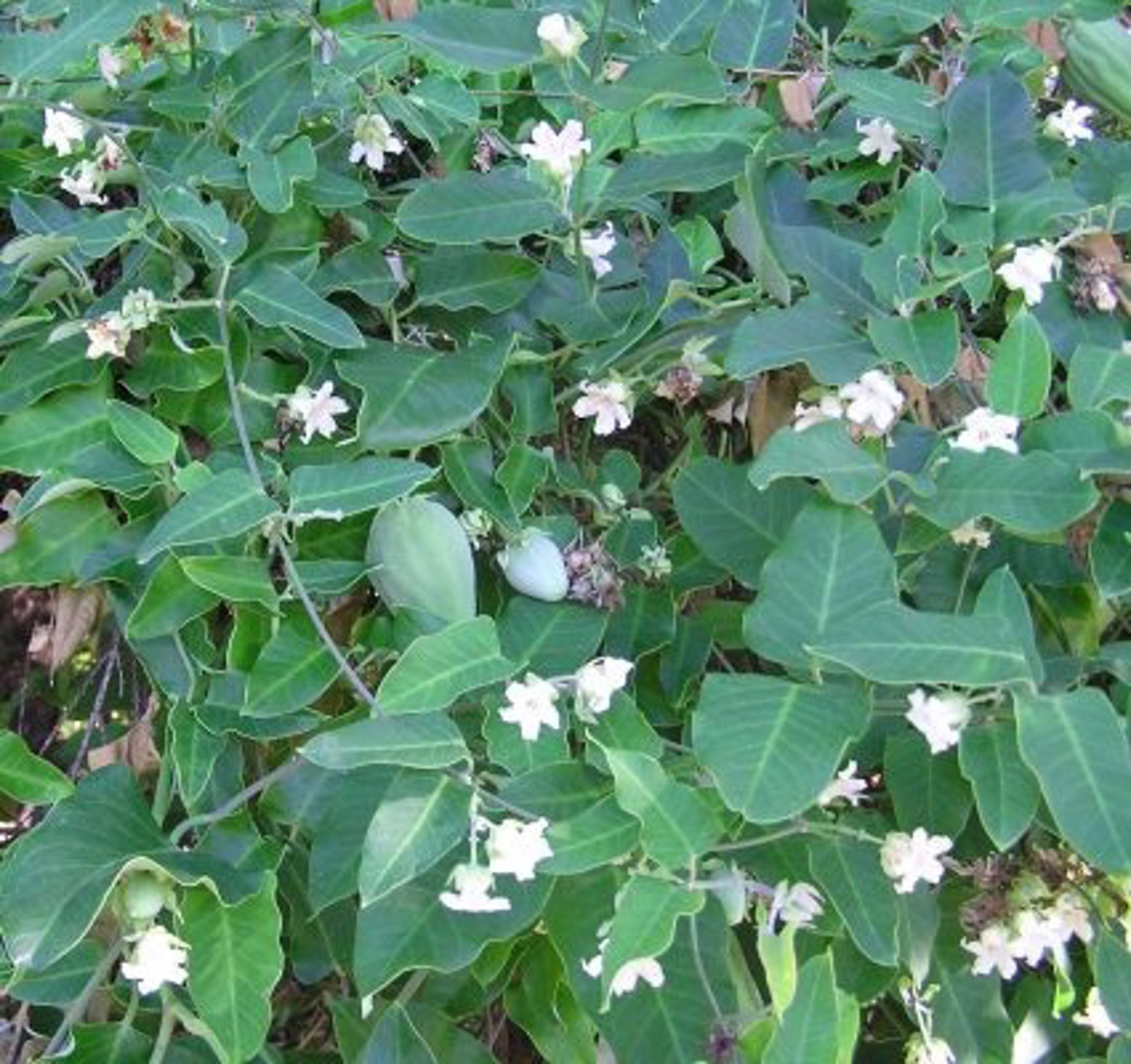 Three years on: crack down on pest plant sales to protect Auckland’s ...