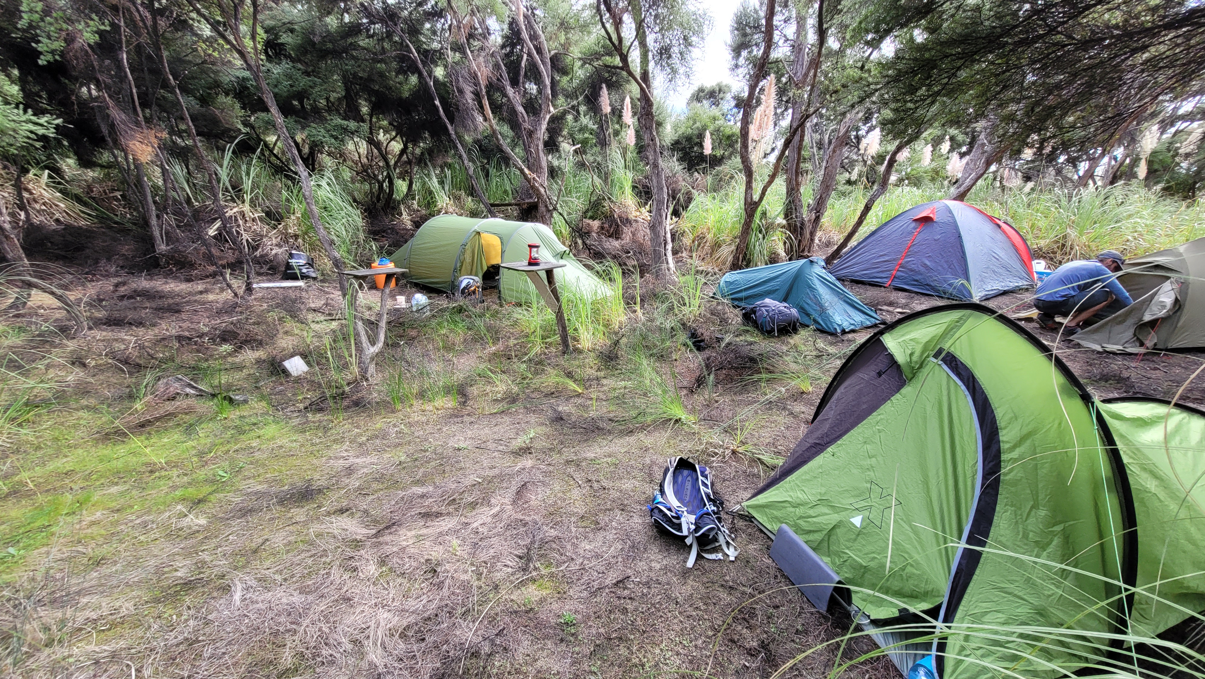 Mana whenua guidance key to reptile surveillance - OurAuckland