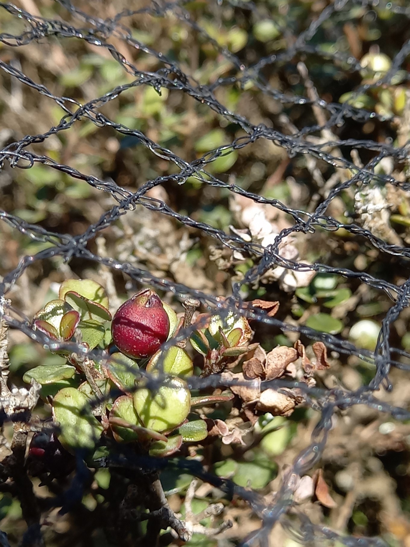 Promising early results in the fight to conserve rōhutu from myrtle ...