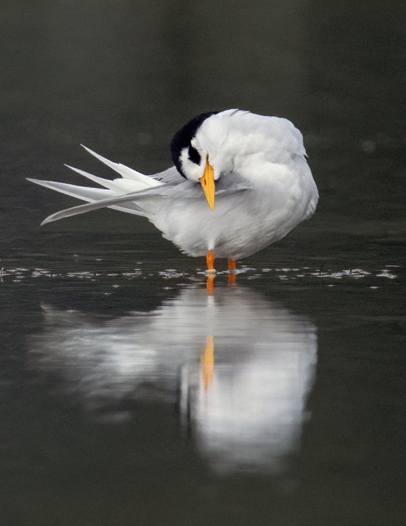 Sunny skies, new methods: Tara Iti thrives, New Zealand's rarest bird ...