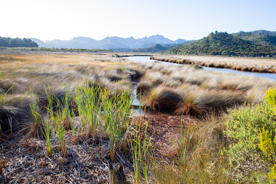 Environmental projects get support on Aotea / Great Barrier Island ...
