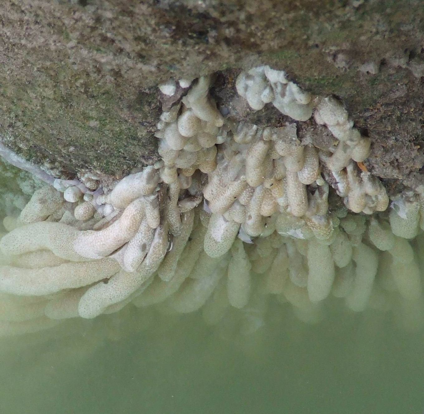 Auckland beaches under threat from marine pest - OurAuckland