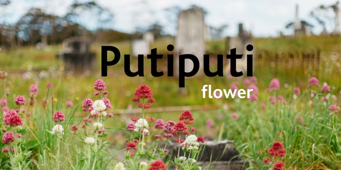 Te kupu o te wiki – Word of the week - OurAuckland