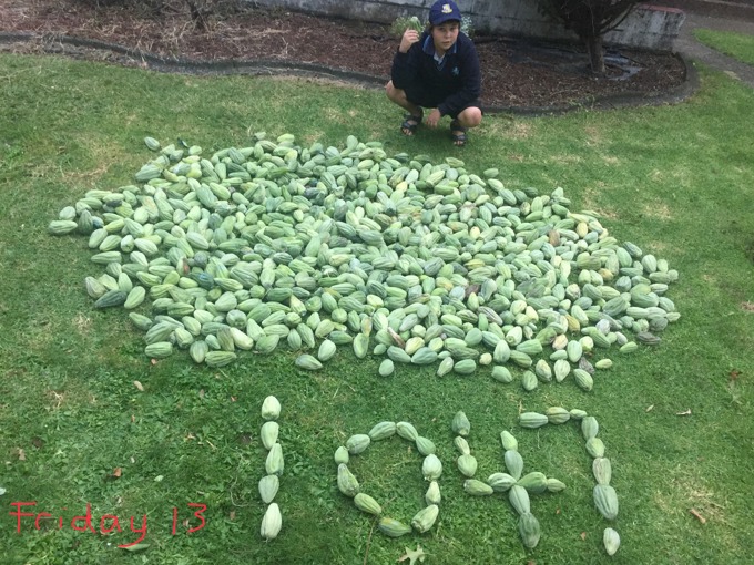 Students take on the moth plant - OurAuckland