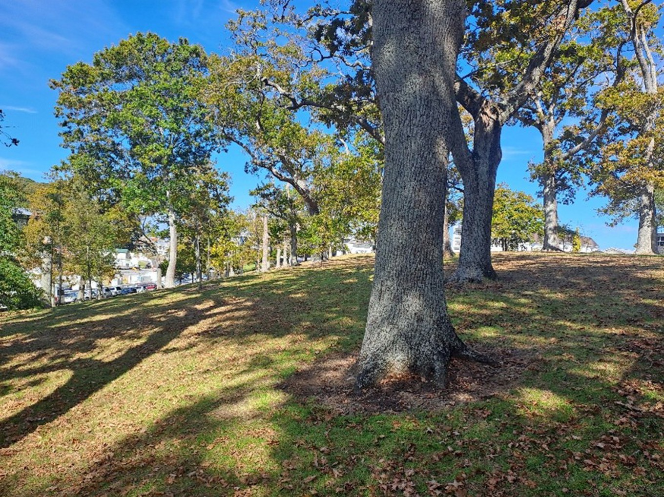 Pūkekawa Auckland Domain highlights include restorative gardening trial ...