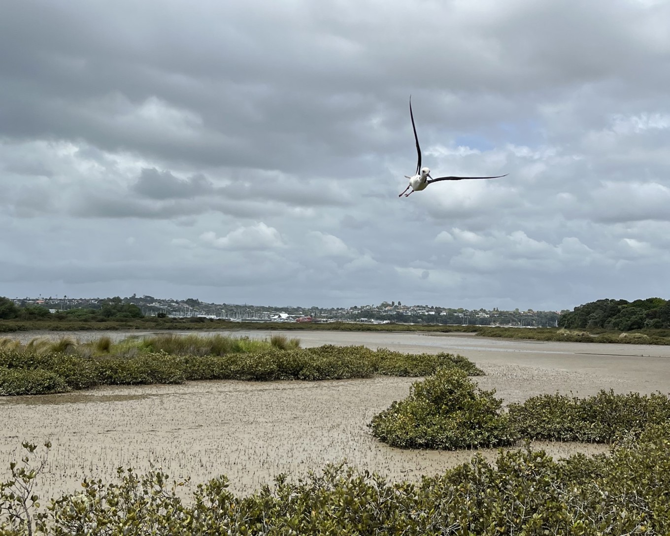 Attracting shorebirds back to Tahuna Torea - OurAuckland