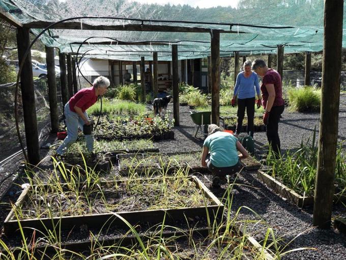 Meet a Pest-Free Hero – Matuku Link - OurAuckland