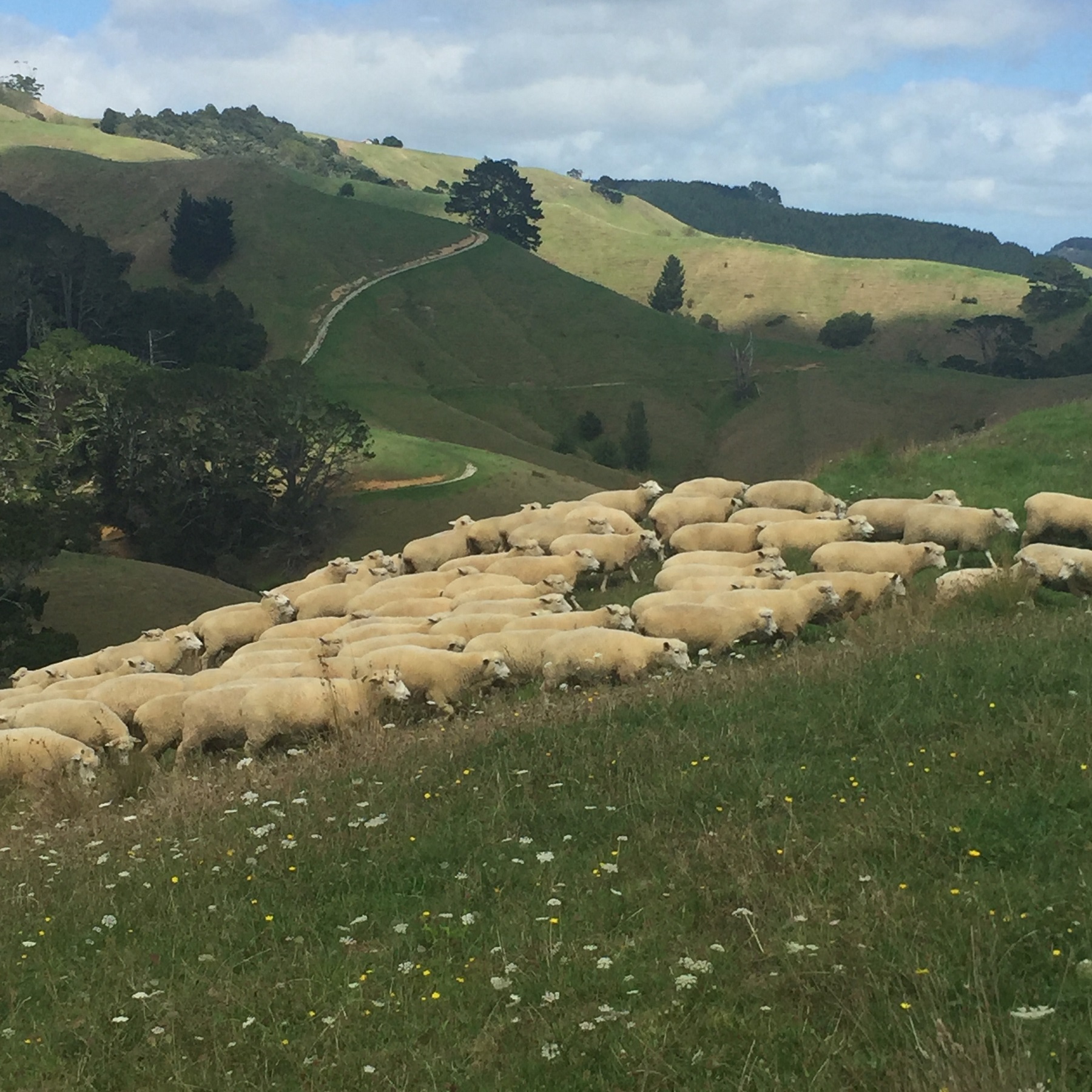 Auckland Region Ballance Farm Awards - OurAuckland